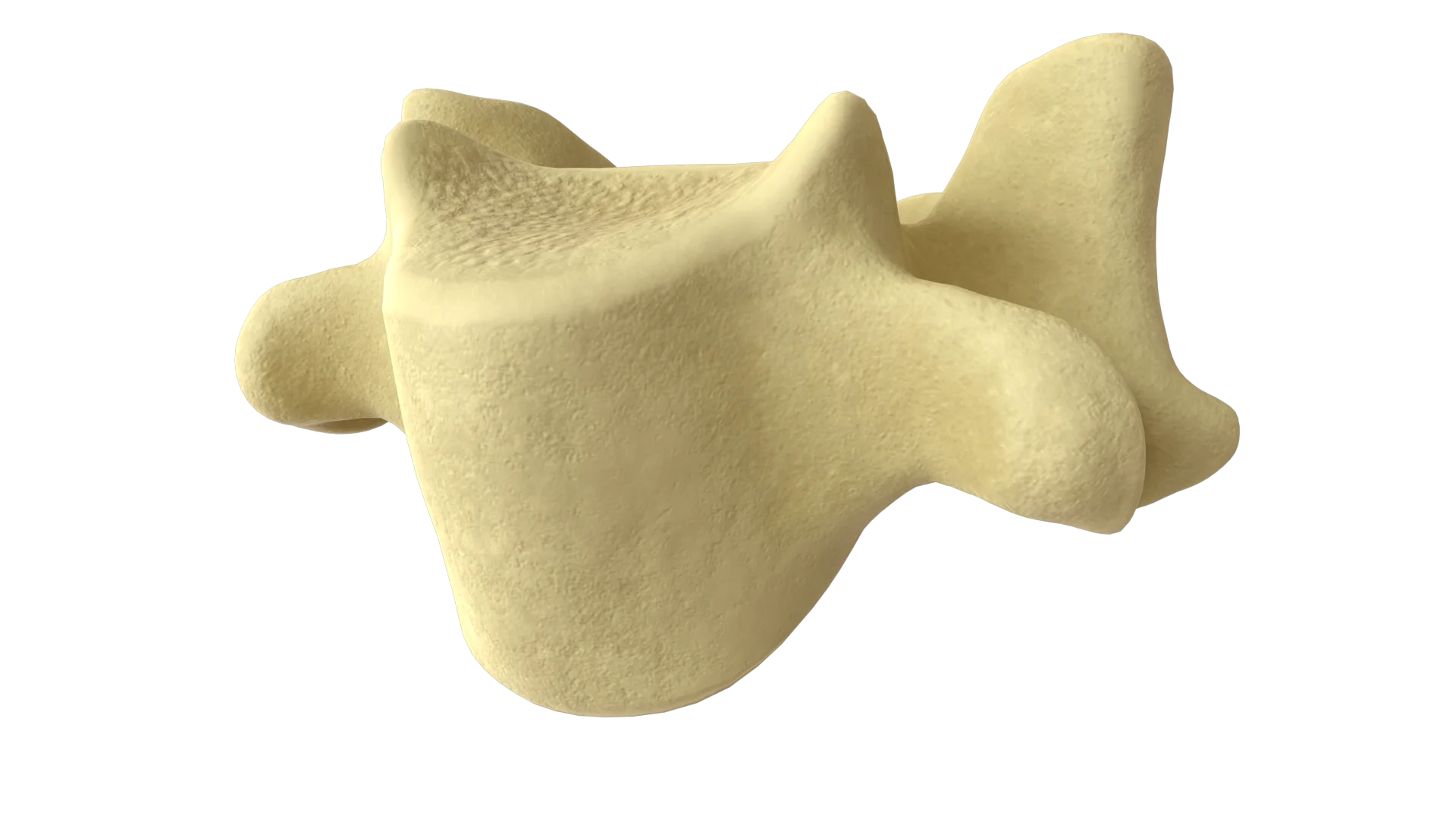 Modelos de anatomia 3D da coluna vertebral | VOKA